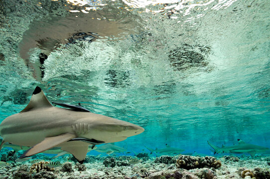 Haiflosse bilder – Bläddra bland 92 stockfoton, vektorer och videor ...