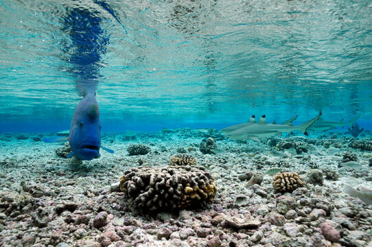 Haiflosse bilder – Bläddra bland 92 stockfoton, vektorer och videor ...