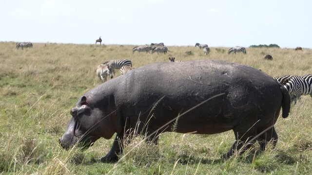 รูปภาพHipo – เลือกดูภาพถ่ายสต็อก เวกเตอร์ และวิดีโอ272 | Adobe Stock