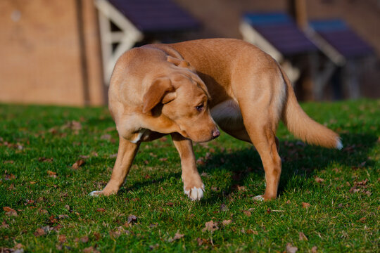 Boxador Images – Browse 60 Stock Photos, Vectors, and Video | Adobe Stock