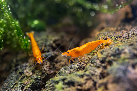 Kanc Bilder – Durchsuchen 246 Archivfotos, Vektorgrafiken und Videos ...