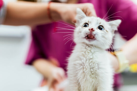 2,706,287 BESTE AFBEELDINGEN, STOCKFOTO'S EN VECTOREN VOOR Cat | Adobe ...