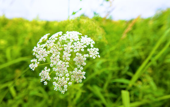 Aise-Weed Images – Browse 63 Stock Photos, Vectors, and Video | Adobe Stock