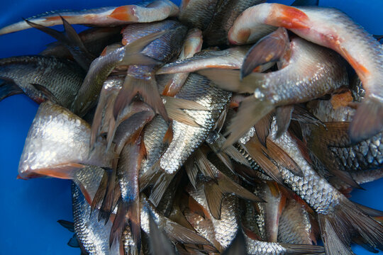 Piscivore bilder – Bläddra bland 2,280 stockfoton, vektorer och videor ...