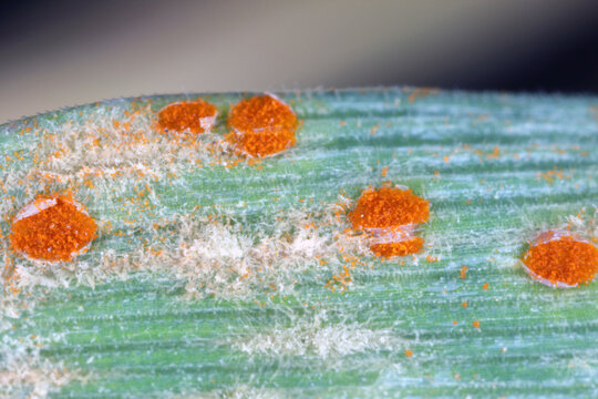 "Powdery Mildew" Images – Browse 1,542 Stock Photos, Vectors, and Video ...