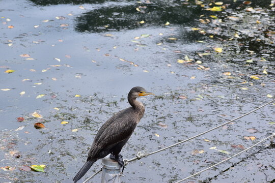 Pflock Bilder – Durchsuchen 5,122 Archivfotos, Vektorgrafiken und ...