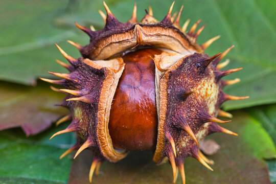 Dorn bilder – Bläddra bland 17,554 stockfoton, vektorer och videor ...