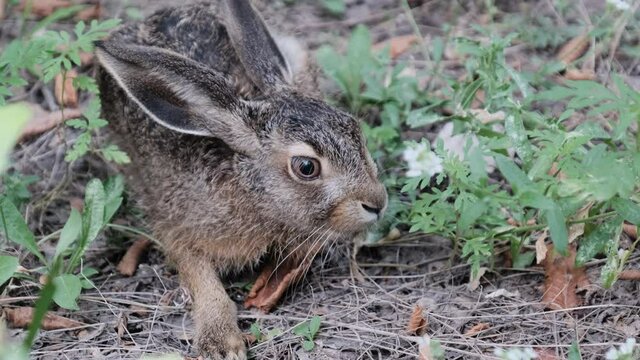 "Wild Hare" Images – Browse 378 Stock Photos, Vectors, and Video ...