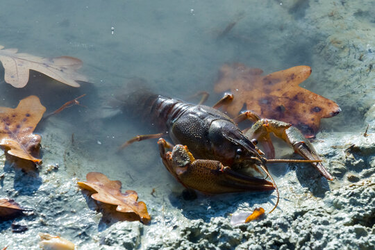 รูปภาพCrustacean – เลือกดูภาพถ่ายสต็อก เวกเตอร์ และวิดีโอ252,289 ...