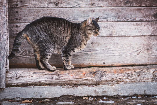 「Tigerkatze」の画像 - 1,055 件の Stock 写真、ベクターおよびビデオ | Adobe Stock