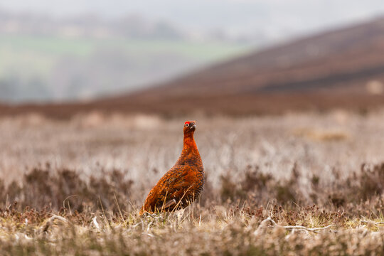 "Red Grouse" Images – Browse 1,367 Stock Photos, Vectors, and Video ...