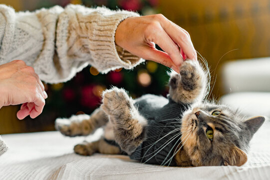 2,706,287 BESTE AFBEELDINGEN, STOCKFOTO'S EN VECTOREN VOOR Cat | Adobe ...