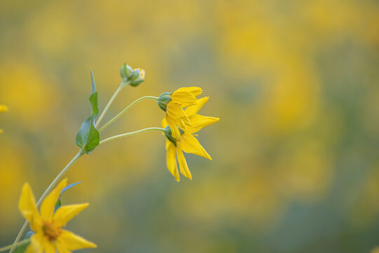 「Ramtil」の画像 - 427 件の Stock 写真、ベクターおよびビデオ | Adobe Stock