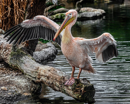 Natatorial Images – Parcourir 1,628 le catalogue de photos, vecteurs et ...