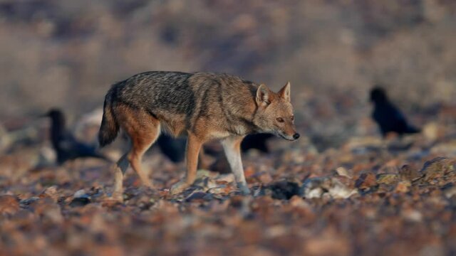 "Golden Jackal" Images – Browse 2,420 Stock Photos, Vectors, and Video ...