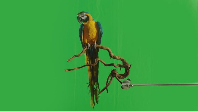 Poll-Parrot Images – Browse 179 Stock Photos, Vectors, and Video ...