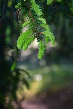 Fichtenwipfel Images – Browse 34 Stock Photos, Vectors, and Video | Adobe Stock