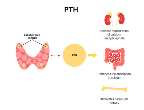 Parathyroid Images – Browse 4,483 Stock Photos, Vectors, and Video ...
