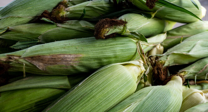 "Green Husk" Bilder – Durchsuchen 346 Archivfotos, Vektorgrafiken und ...