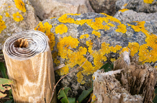 รูปภาพVerwesung – เลือกดูภาพถ่ายสต็อก เวกเตอร์ และวิดีโอ735 | Adobe Stock