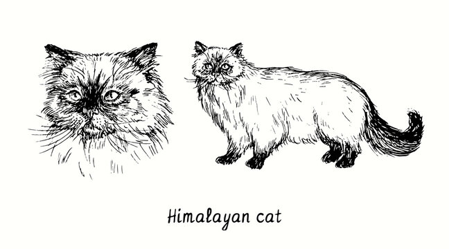 Black Himalayan Cat
