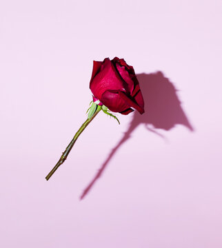 Rose With Single Petal Falling