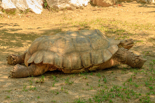 「Testudinoidea」の画像 - 169 件の Stock 写真、ベクターおよびビデオ | Adobe Stock