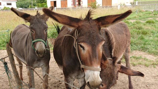 Asnos Images – Browse 1 Stock Photos, Vectors, and Video | Adobe Stock