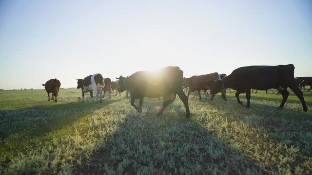 Roam Images – Browse 699,518 Stock Photos, Vectors, and Video | Adobe Stock