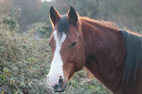 Chevalin bilder – Bläddra bland 6,610 stockfoton, vektorer och videor ...