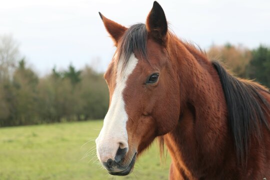 Chevalin bilder – Bläddra bland 6,610 stockfoton, vektorer och videor ...