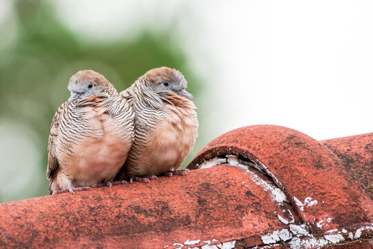 รูปภาพKurokutok – เลือกดูภาพถ่ายสต็อก เวกเตอร์ และวิดีโอ1,546 | Adobe Stock