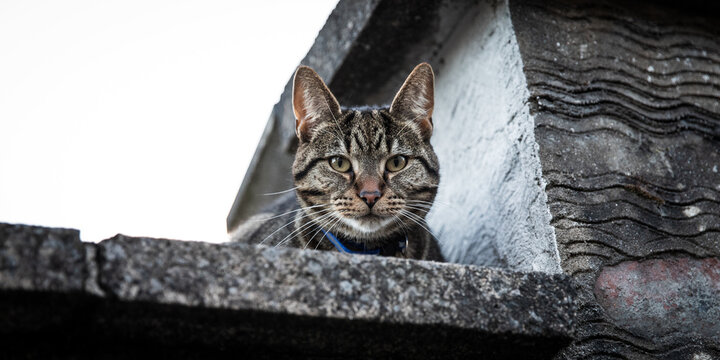 Ledge Images – Browse 1,164,323 Stock Photos, Vectors, and Video ...