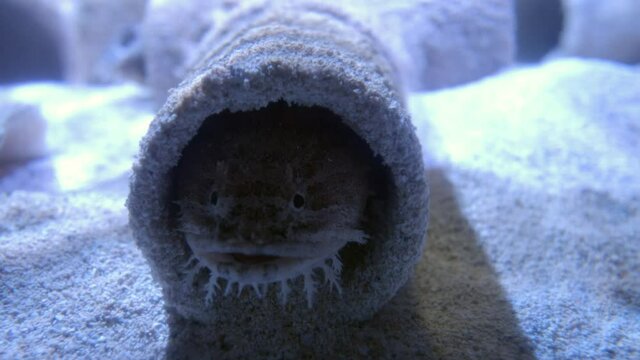 รูปภาพToad-Fish – เลือกดูภาพถ่ายสต็อก เวกเตอร์ และวิดีโอ11 | Adobe Stock