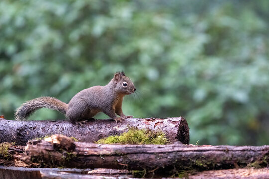 Chickaree Bilder – Durchsuchen 655 Archivfotos, Vektorgrafiken und ...