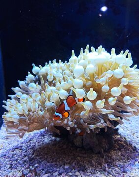 รูปภาพKoral – เลือกดูภาพถ่ายสต็อก เวกเตอร์ และวิดีโอ2,579 | Adobe Stock