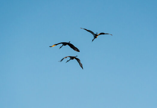 Schnacke Bilder – Durchsuchen 6,288 Archivfotos, Vektorgrafiken und ...