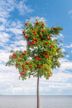 "Sorb Apple" Bilder – Durchsuchen 1,302 Archivfotos, Vektorgrafiken und ...