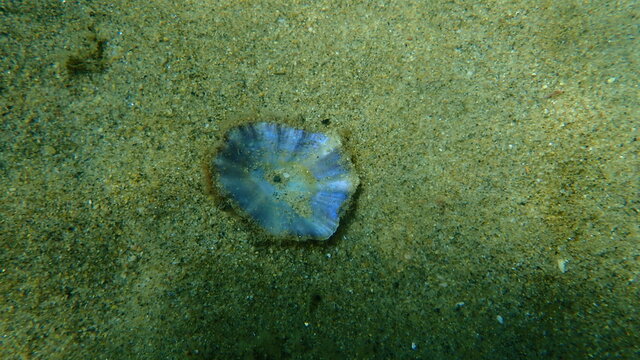 Limpet Bilder – Durchsuchen 4,452 Archivfotos, Vektorgrafiken und ...