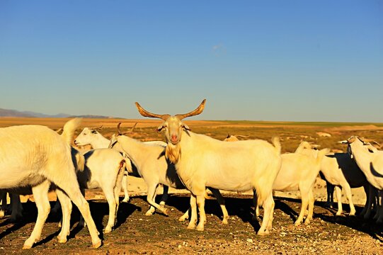 รูปภาพQuadruped – เลือกดูภาพถ่ายสต็อก เวกเตอร์ และวิดีโอ19,044 | Adobe ...