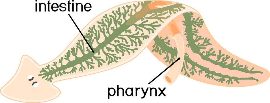 รูปภาพPlanaria – เลือกดูภาพถ่ายสต็อก เวกเตอร์ และวิดีโอ518 | Adobe Stock