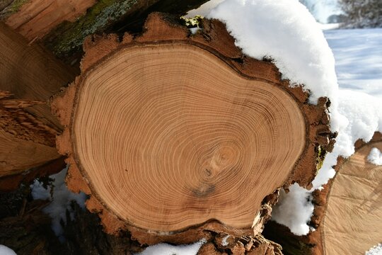 "Sawn Logs" Images – Browse 1,218 Stock Photos, Vectors, and Video ...