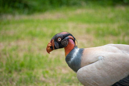 「Gallinazo」の画像 - 189 件の Stock 写真、ベクターおよびビデオ | Adobe Stock