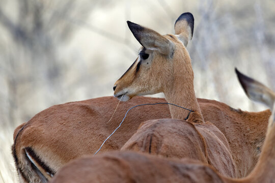 Wilderer Images – Browse 917 Stock Photos, Vectors, and Video | Adobe Stock