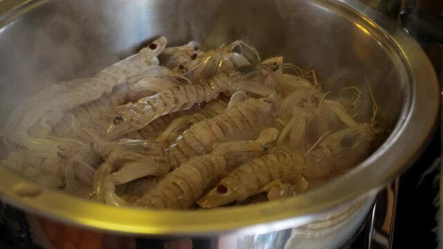 "Squilla Mantis" Images – Parcourir 163 le catalogue de photos ...