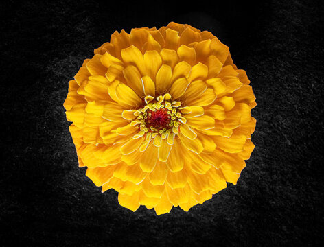 「Fower」の画像 - 2,817 件の Stock 写真、ベクターおよびビデオ | Adobe Stock