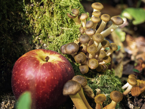 "Winter Mushrooms" Images – Browse 418 Stock Photos, Vectors, and Video ...