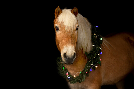 รูปภาพHafi – เลือกดูภาพถ่ายสต็อก เวกเตอร์ และวิดีโอ63 | Adobe Stock