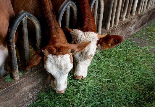 รูปภาพRuminant – เลือกดูภาพถ่ายสต็อก เวกเตอร์ และวิดีโอ70,439 | Adobe Stock
