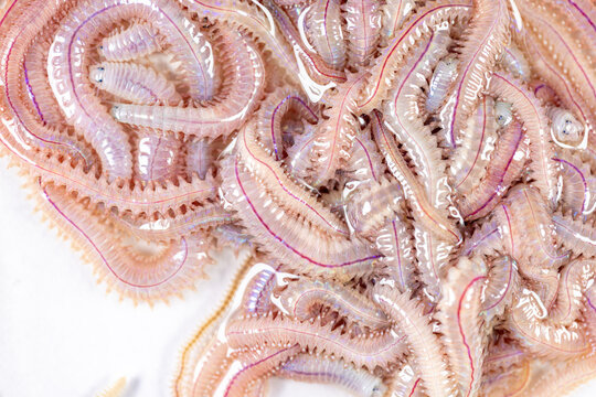 รูปภาพRagworm – เลือกดูภาพถ่ายสต็อก เวกเตอร์ และวิดีโอ255 | Adobe Stock